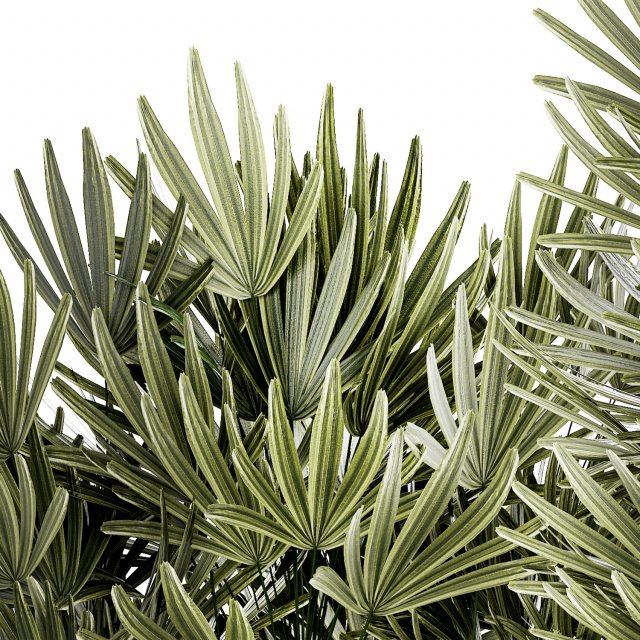 Set of small plants in modern Raphis Palm pots 1453 3D Model in Small ...
