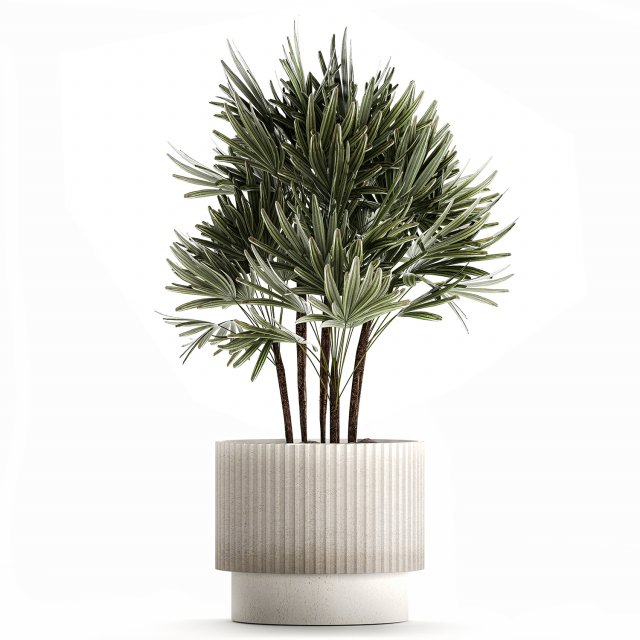 Small Raphis palm in a white modern pot 1464 3D Model in Small Plants ...