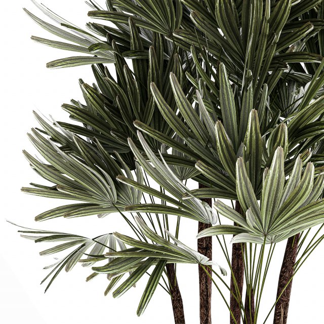 Small Raphis palm in a white modern pot 1464 3D Model in Small Plants ...