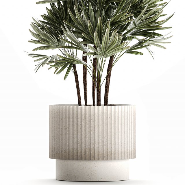 Small Raphis palm in a white modern pot 1464 3D Model in Small Plants ...