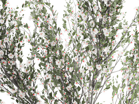 Bouquet de branches de fleurs de cerisier blanc sakura, décor de vase ...