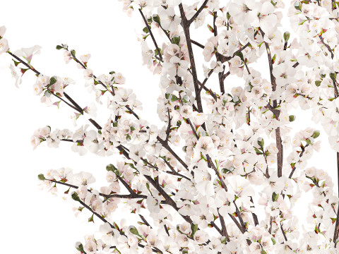Bouquet Branches de fleurs de cerisier blanc Sakura Vase Modèle 3D in ...