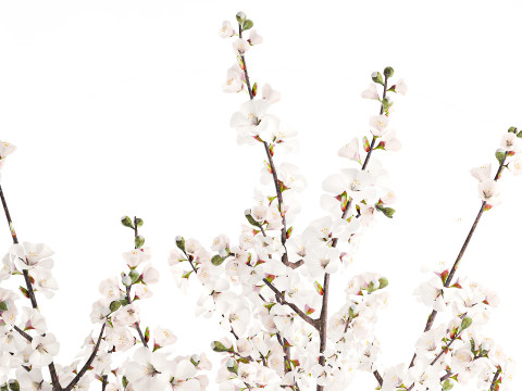 Bouquet Branches de fleurs de cerisier blanc Sakura Vase Modèle 3D in ...