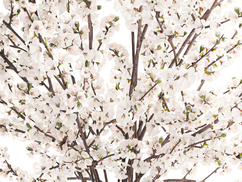 Blumenstrauß, weiße Kirsch-Sakura-Blütenzweige, Vase 3D Modell in ...