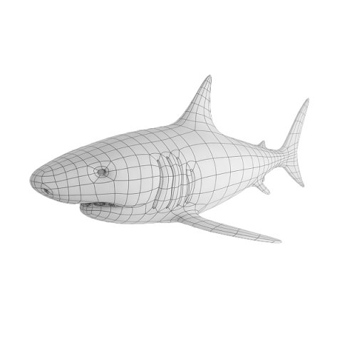 shark base mesh 3D Model in Shark 3DExport