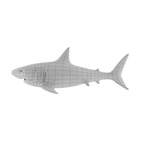 shark base mesh 3D Model in Shark 3DExport