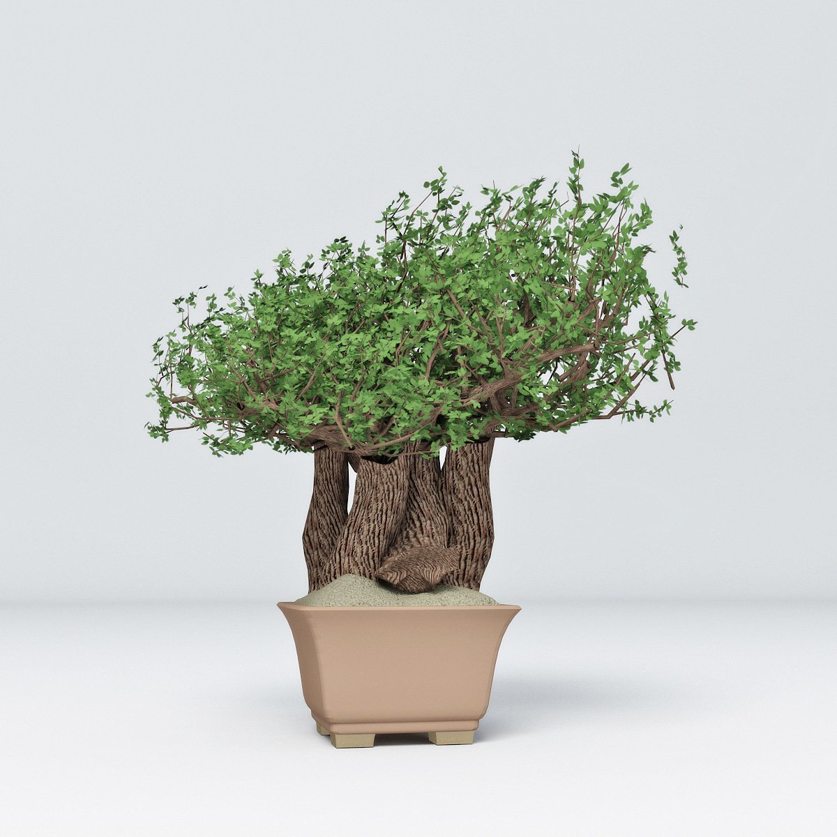 bonsai 3D Models in Small Plants 3DExport