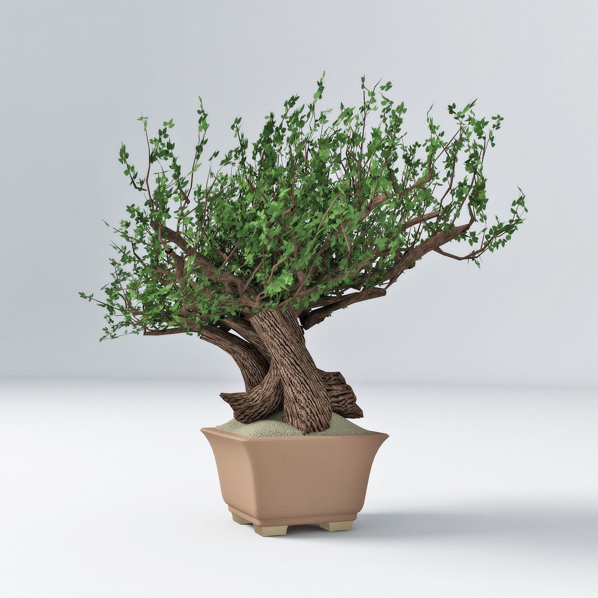 bonsai 3D Models in Small Plants 3DExport