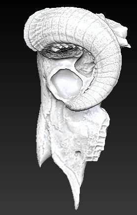 ram skull 3D Model in Wildlife 3DExport