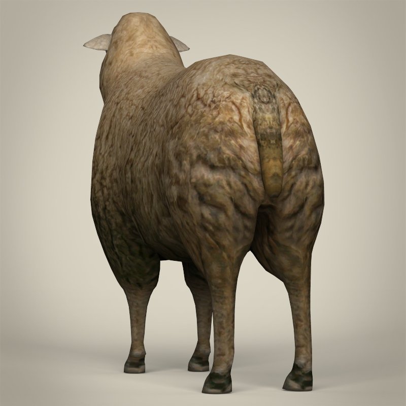Low Poly Realistic Sheep 3D Model in Sheep 3DExport