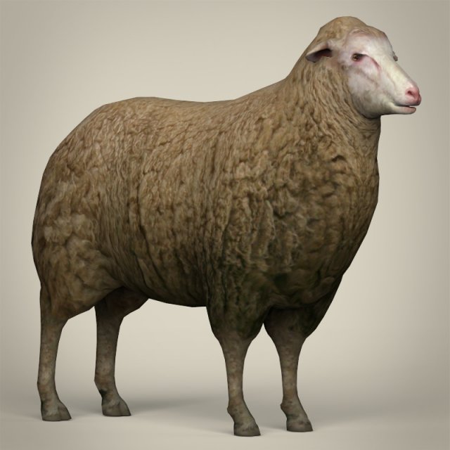 low poly realistic sheep 3D Model in Sheep 3DExport