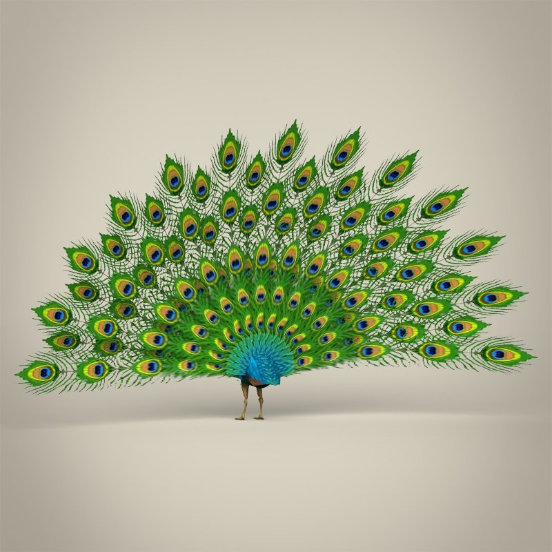 low poly realistic peacock 3D Models in Bird 3DExport
