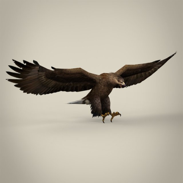game ready realistic eagle 3D Model in Bird 3DExport