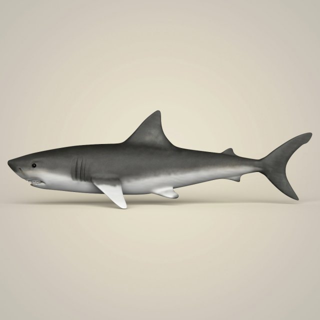 game ready realistic shark 3D Model in Shark 3DExport