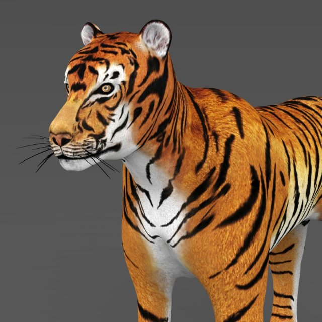 realistic tiger 3D Model in Wildlife 3DExport