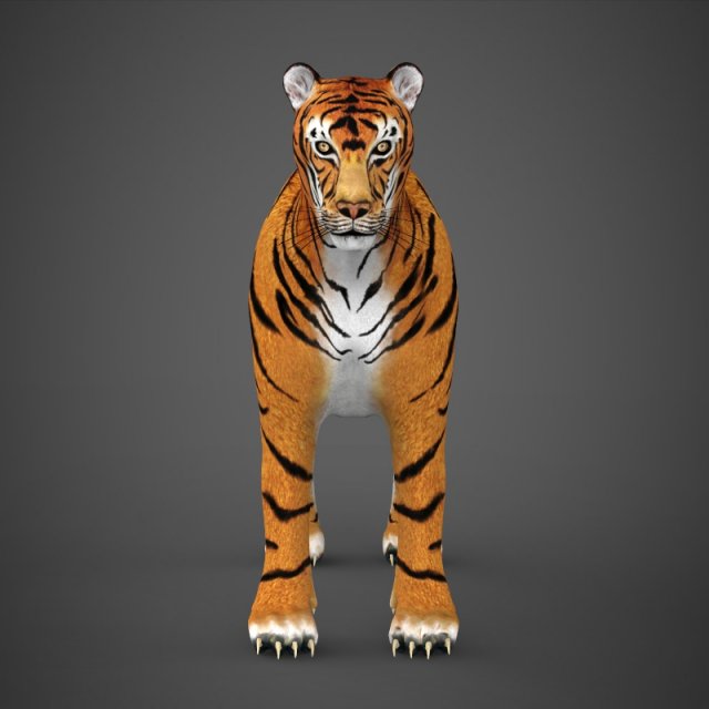 realistic tiger 3D Model in Wildlife 3DExport