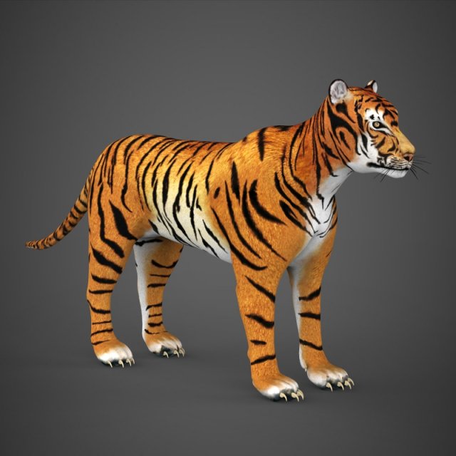 realistic tiger 3D Model in Wildlife 3DExport