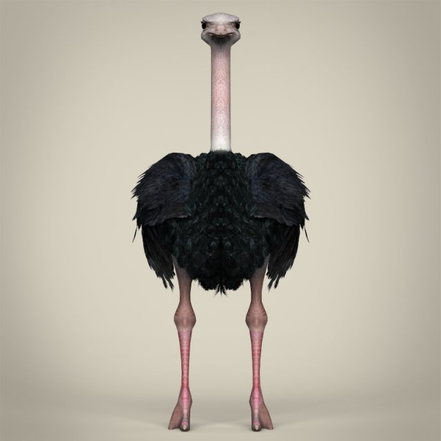 low poly ostrich 3D Model in Wildlife 3DExport