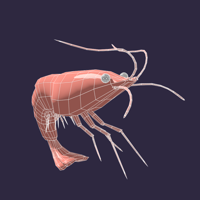 rigged low poly shrimp for animation in blender 3D Model in Aquatic ...