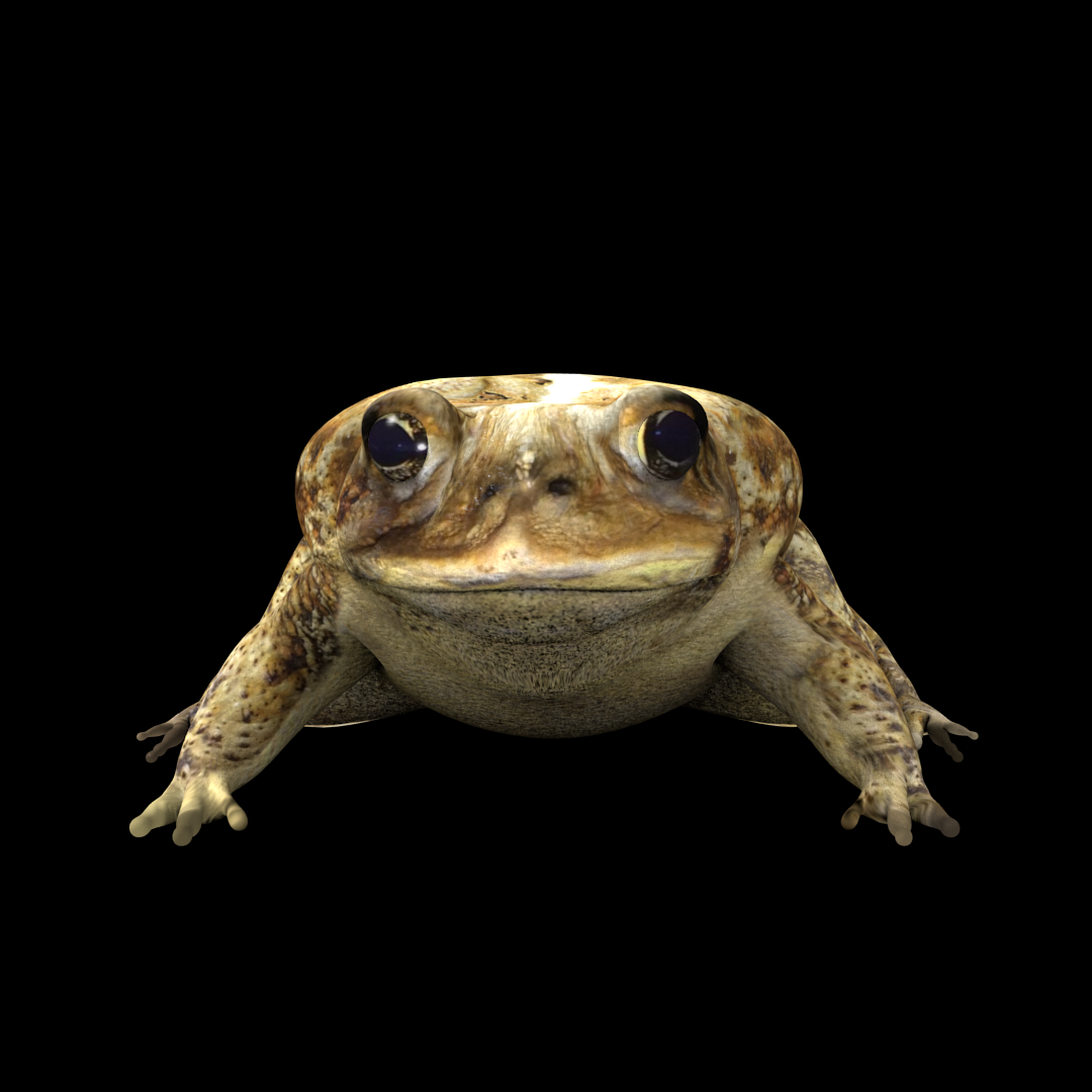 Toad 3D Model in Amphibians 3DExport