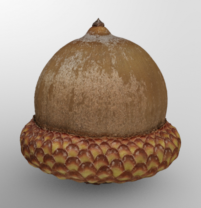 Acorn 3D Model in Vegetable 3DExport