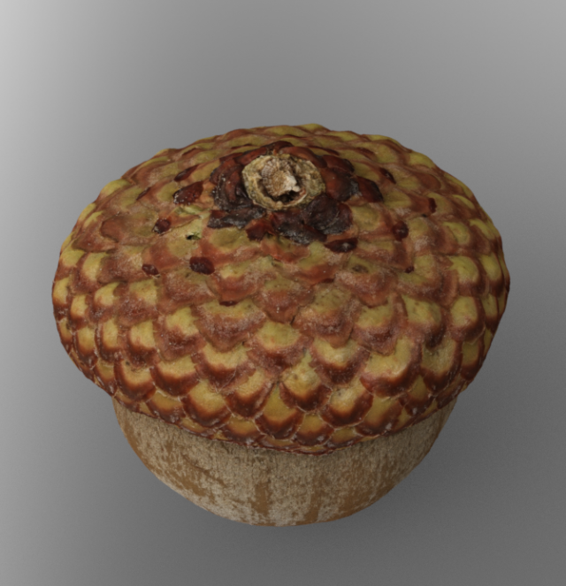 Acorn 3D Model in Vegetable 3DExport