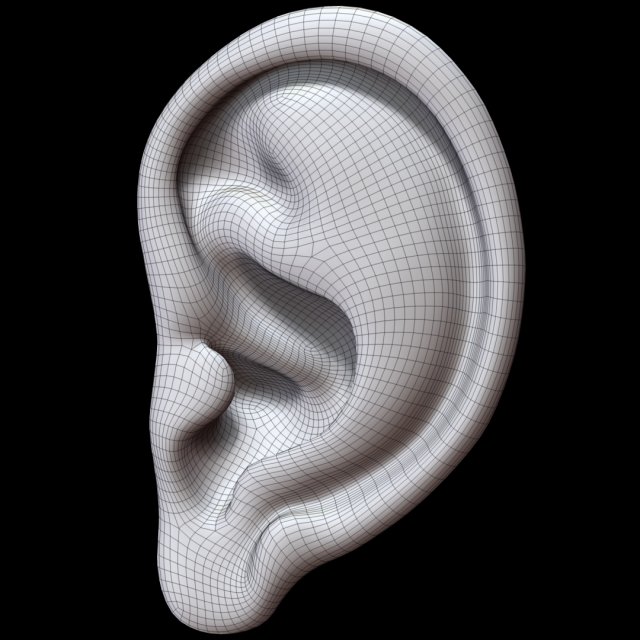 Ear 3D Model in Anatomy 3DExport