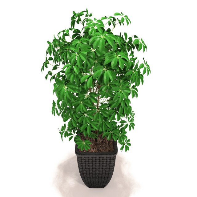 scheffler schefflera - decorative foliage plants 3D Model in Small ...