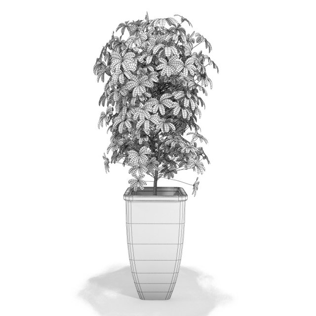 scheffler schefflera - decorative foliage plants 3D Model in Small ...