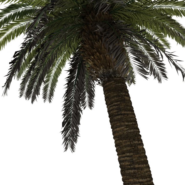 palm tree rigged for maya hd 3D Model in Tree 3DExport