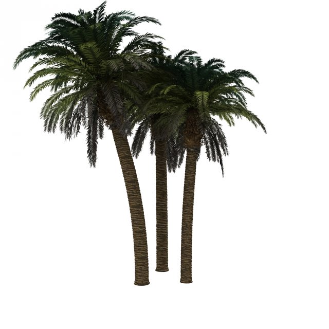 palm tree rigged for maya hd 3D Model in Tree 3DExport