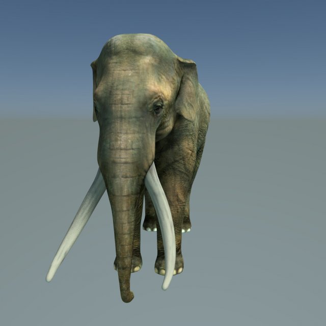 indian elephant 3D Model in Elephant 3DExport