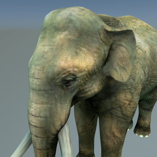 indian elephant 3D Model in Elephant 3DExport