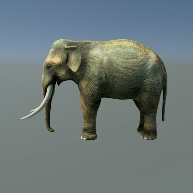 indian elephant 3D Model in Elephant 3DExport