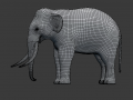 indian elephant 3D Models in Elephant 3DExport