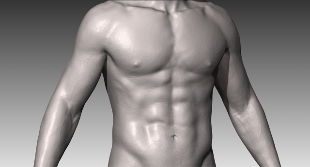 realistic white male and female bundle 3D Model in Anatomy 3DExport