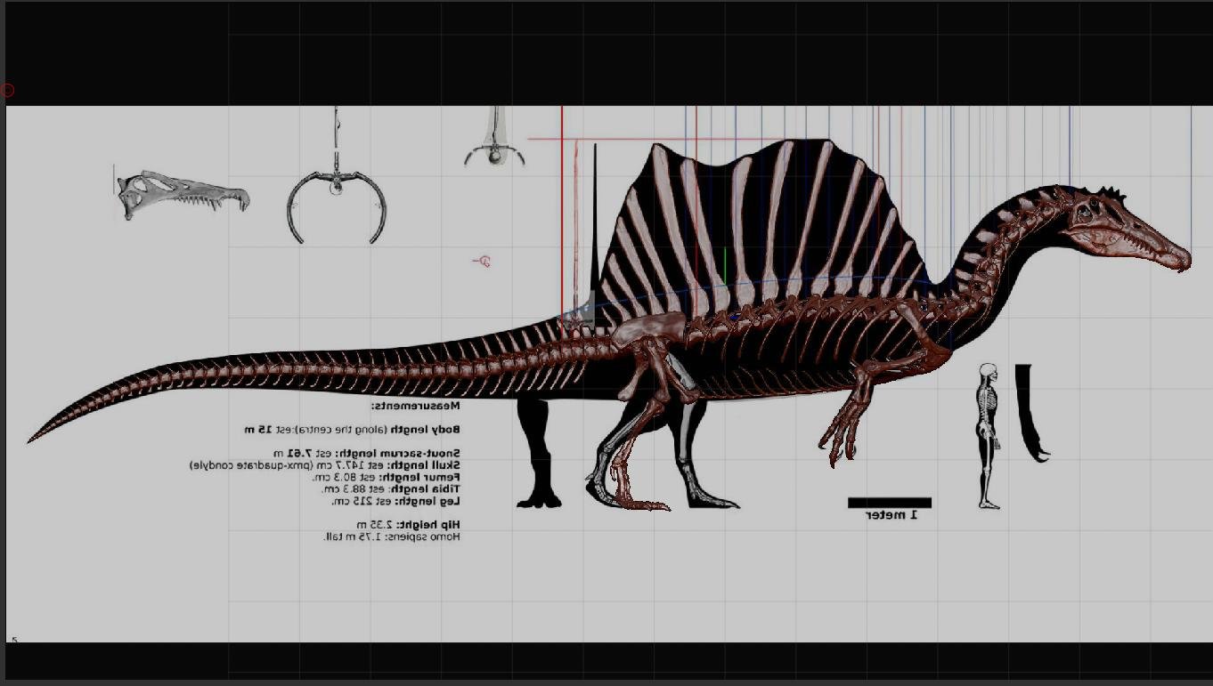 Spinosaurus Skeleton Model