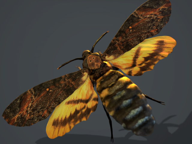 acherontia atropos death head hawk moth pbr 3D Model in Insects 3DExport