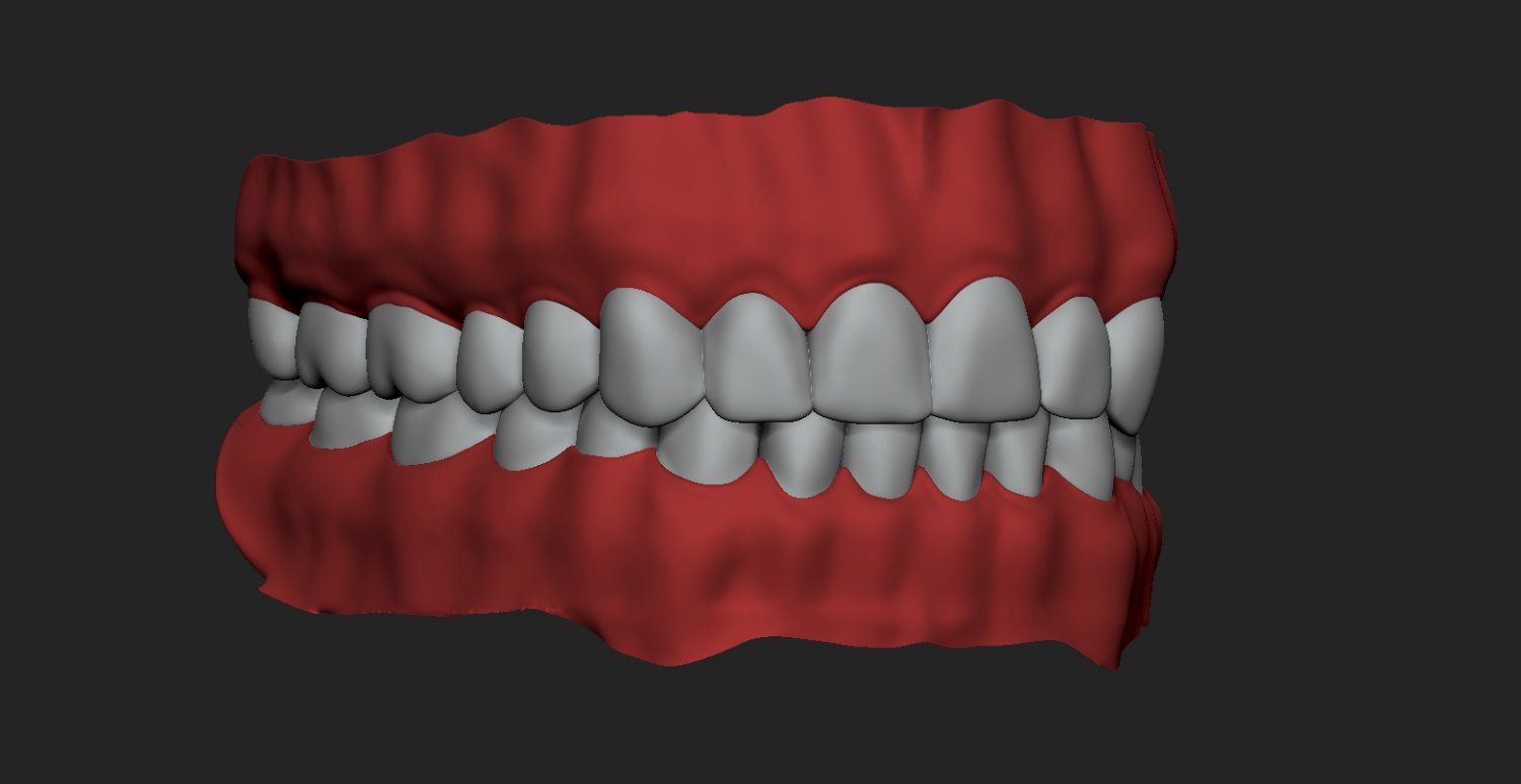 Human teeth 3D Model in Anatomy 3DExport