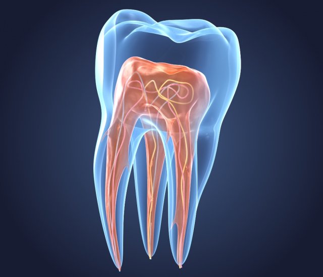 transparent tooth of endodontics inner structure 3D Model in Anatomy ...