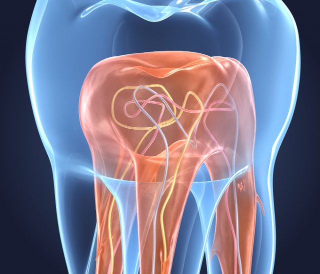 transparent tooth of endodontics inner structure 3D Model in Anatomy ...