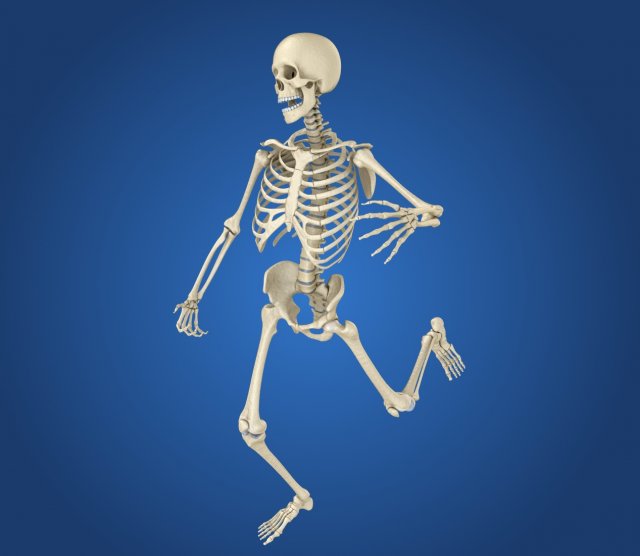 human skeleton rigged 3D Model in Anatomy 3DExport