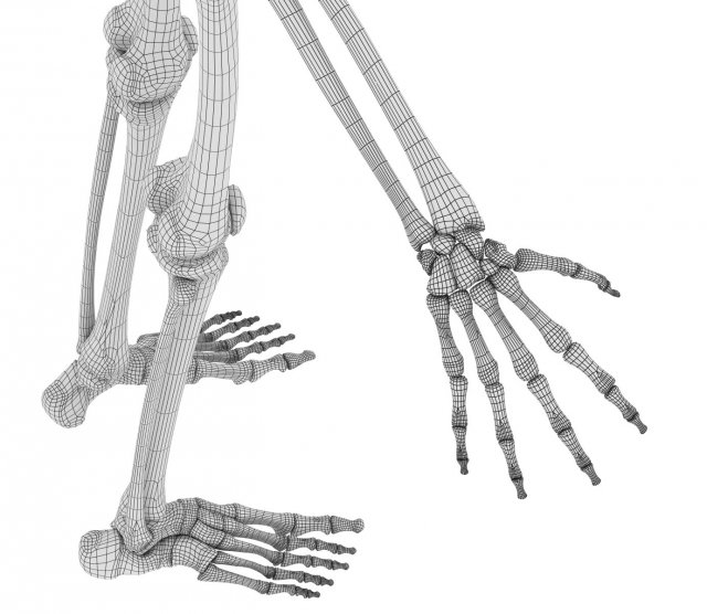 human skeleton rigged 3D Model in Anatomy 3DExport