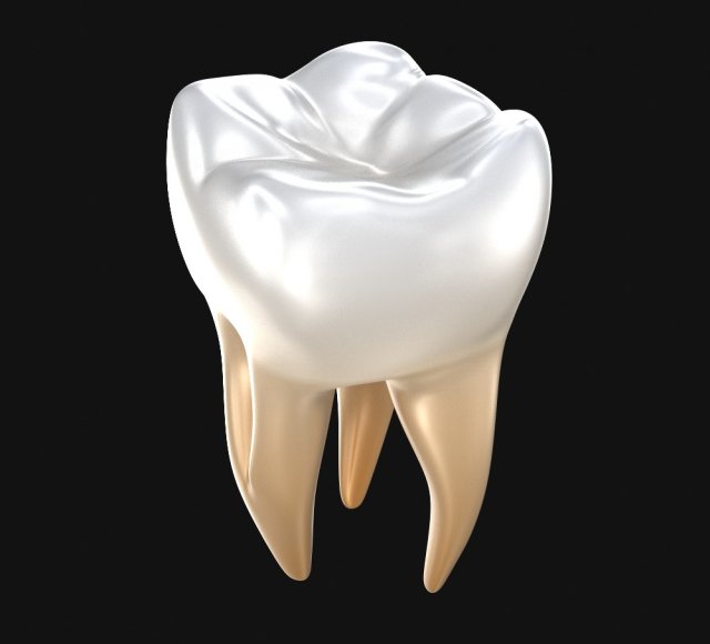 human molar tooth 3D Model in Anatomy 3DExport