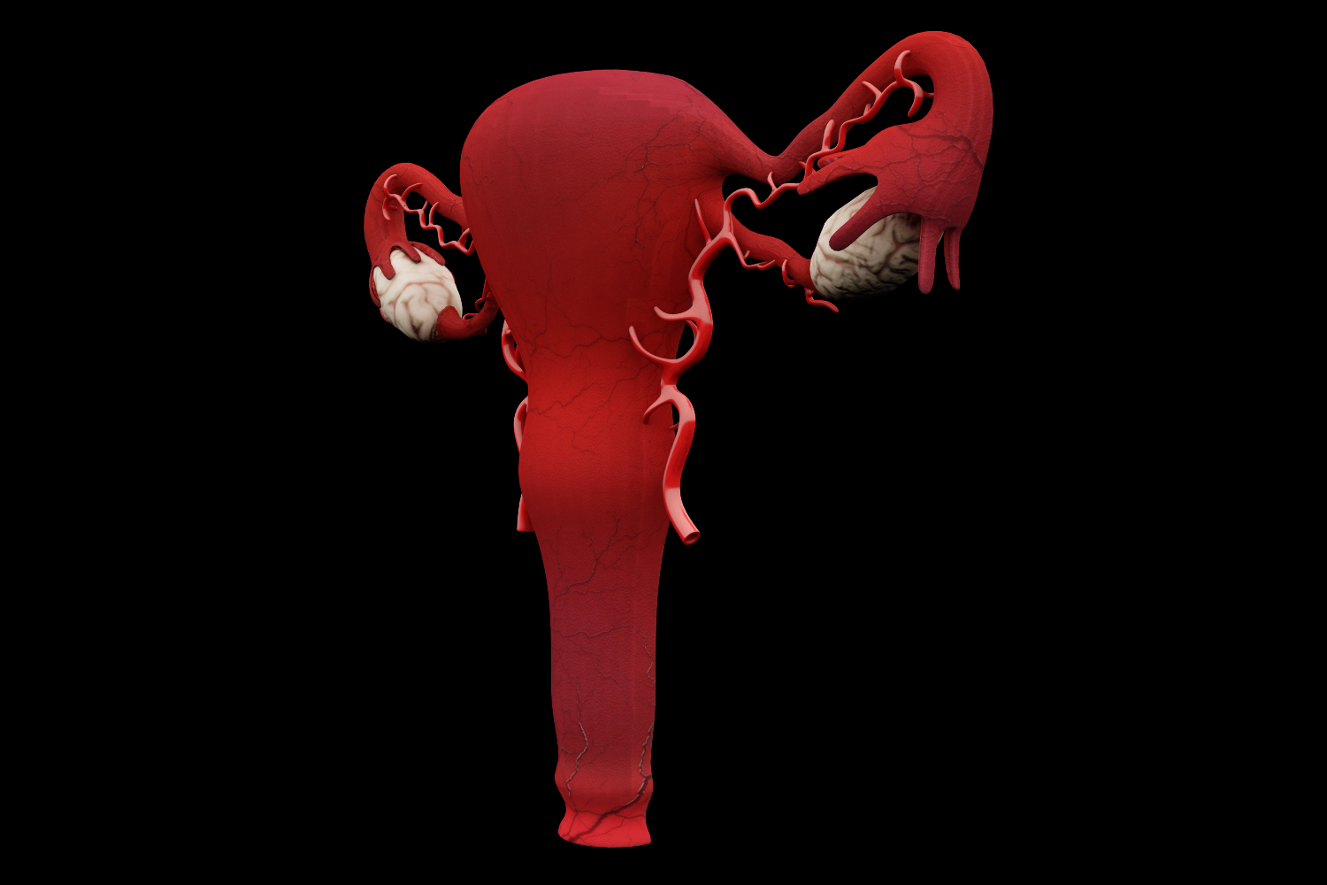 Matka 3D Model in Anatomy 3DExport