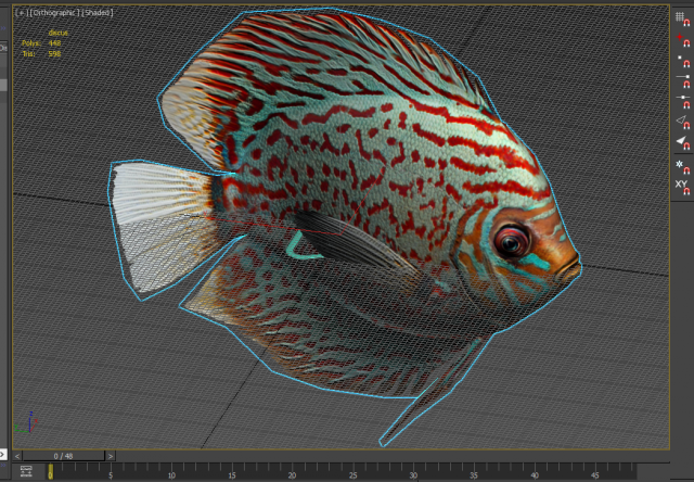fish discus 3D Model in Fish 3DExport