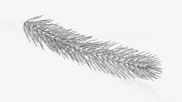 Fir tree branch 01 3D Model in Tree 3DExport