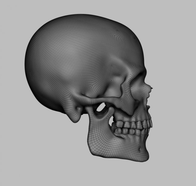 skull 3D Model in Anatomy 3DExport