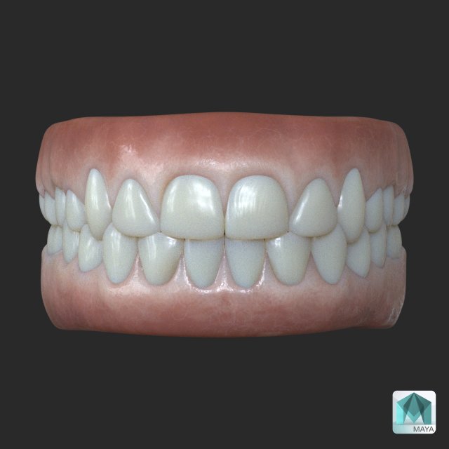 Human Teeth Gums 3D Model in Anatomy 3DExport