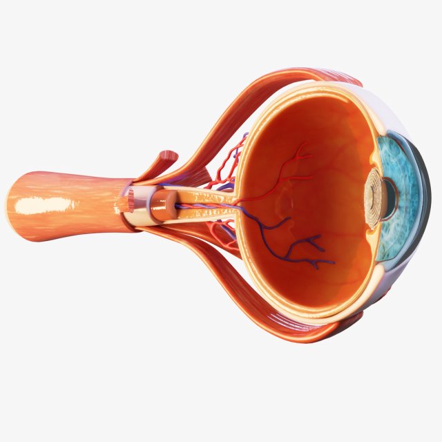 Cross Section Eye Anatomy 3D Model in Anatomy 3DExport